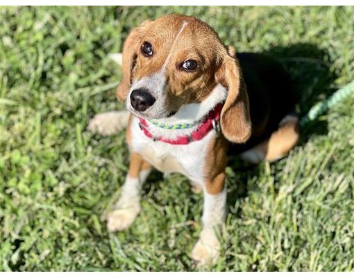 St. Louis, MO - Beagle. Meet LOLA a Pet for Adoption - AdoptaPet.com