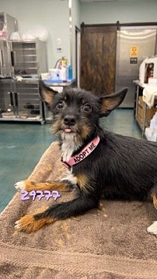 Chico, CA - Yorkie, Yorkshire Terrier/Scottie, Scottish Terrier. Meet ...