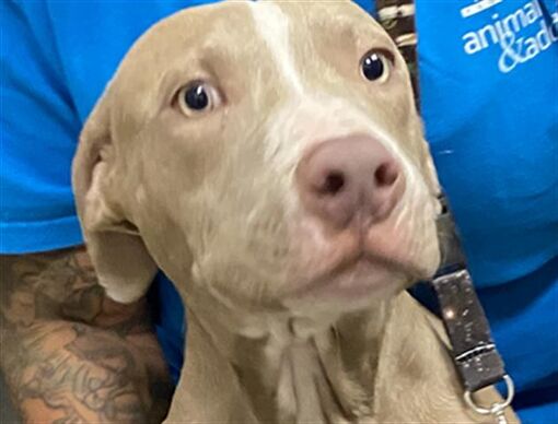 Fort Lauderdale, FL - American Staffordshire Terrier. Meet BANJO a Pet ...