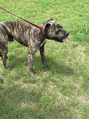 WILSON, NC - American Pit Bull Terrier. Meet ROCKEY a Pet for Adoption ...