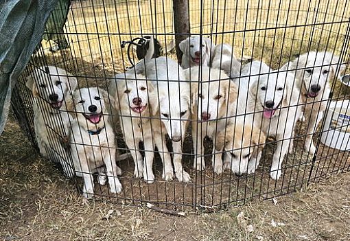 Portland, ME - Great Pyrenees. Meet 11 GREAT PYR PUPPIES NEED HELP! a ...