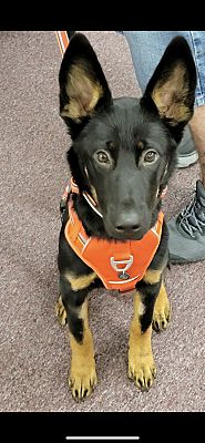 Dundalk, MD - Belgian Malinois/German Shepherd Dog. Meet Rebel a Pet ...