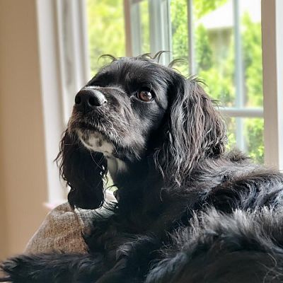 Jamestown, CA - Cocker Spaniel/Poodle (Standard). Meet Olive a Pet for ...