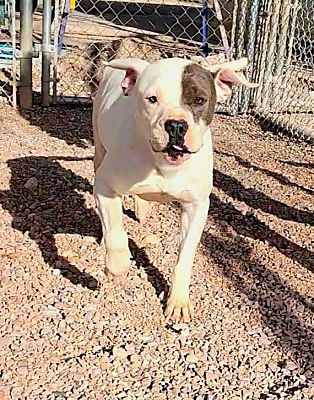 Tombstone, AZ - American Pit Bull Terrier. Meet Petey a Pet for ...