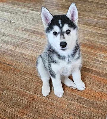 Albuquerque, NM - Siberian Husky. Meet Camila a Pet for Adoption ...