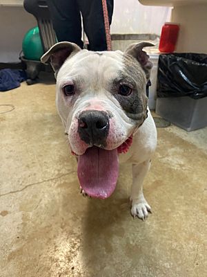 New Braunfels, TX - American Pit Bull Terrier. Meet Draco (Rio) a Pet ...