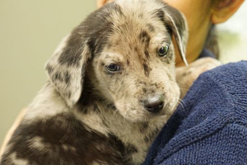 Houston, TX - Catahoula Leopard Dog/Labrador Retriever. Meet Burdock a ...