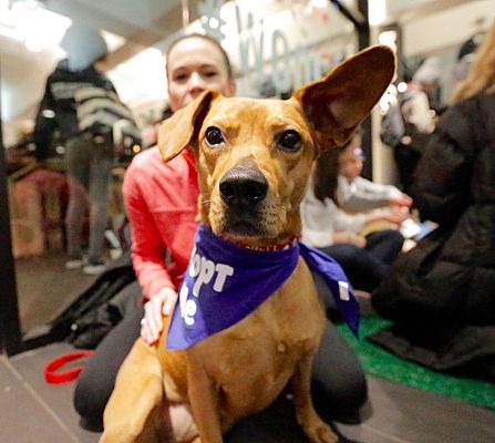 New York, NY - Redbone Coonhound/Labrador Retriever. Meet Gracie a Pet ...
