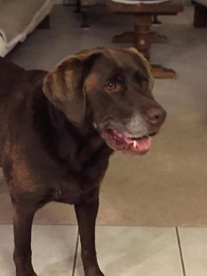 Toronto, ON - Labrador Retriever. Meet KAAPI a Pet for Adoption ...