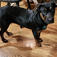 Adoptable Pets – Rover Rescue