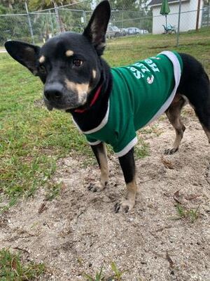 New Smyrna Beach, FL - Miniature Pinscher. Meet Little Jax a Pet for ...