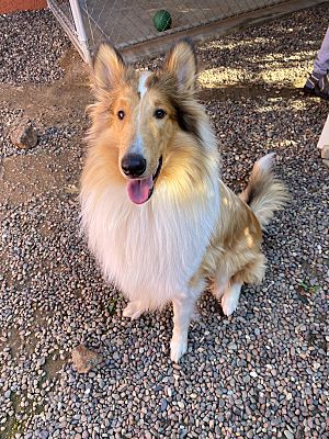 Riverside, CA - Collie. Meet Lassie a Pet for Adoption - AdoptaPet.com