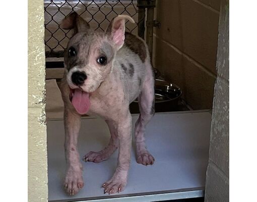 Austin, TX - Terrier (Unknown Type, Medium)/Mixed Breed (Medium). Meet ...