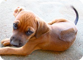 Rhodesian Ridgeback Mohawk