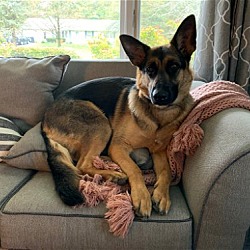 Baltimore, MD - German Shepherd Dog. Meet Chloe a Pet for Adoption ...