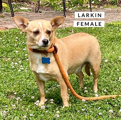 Wilson, NC - Chihuahua. Meet Larkin a Pet for Adoption - AdoptaPet.com