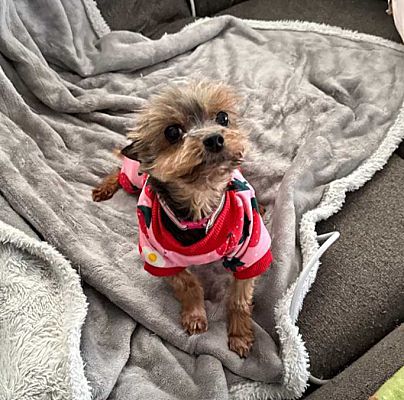 St. Clair Shores, MI - Yorkie, Yorkshire Terrier. Meet Boots a Pet for ...