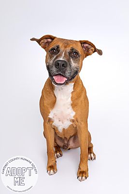 Newport, NC - Boxer. Meet Toby a Pet for Adoption - AdoptaPet.com