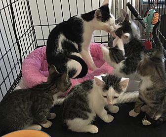 Adopt A Pet | PetSmart Charities