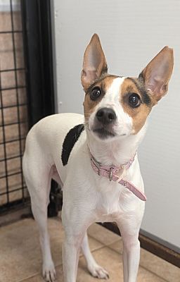 Osgood, IN - Jack Russell Terrier/Rat Terrier. Meet Susie a Pet for ...