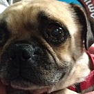Pug Puppies - Pug Rescue and Adoption Near You