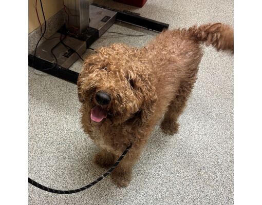 Pasadena, MD - Poodle (Standard)/Golden Retriever. Meet Dudley a Pet ...
