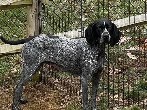 Irwin, PA - German Shorthaired Pointer/Bluetick Coonhound. Meet ...