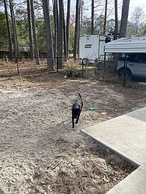 North Myrtle Beach, SC - Mutt. Meet Molly a Pet for Adoption ...