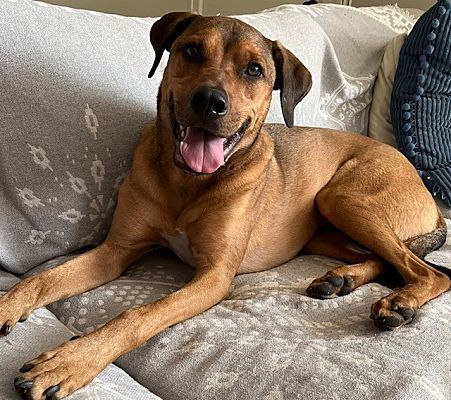 Birmingham, MI - Rhodesian Ridgeback. Meet Drax a Pet for Adoption ...