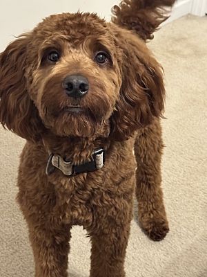 O Fallon, IL - Poodle (Miniature)/Irish Setter. Meet Scottie a Pet for ...