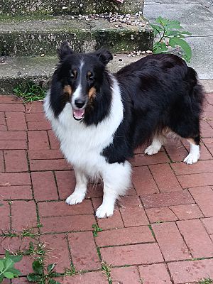 New Castle, PA - Sheltie, Shetland Sheepdog. Meet Mira (ADOPTION ...