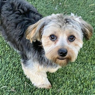 Phoenix, AZ - Yorkie, Yorkshire Terrier. Meet Ginger a Pet for Adoption ...
