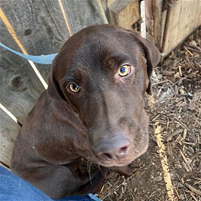 Des Moines, IA - Labrador Retriever. Meet Hazel a Pet for Adoption ...