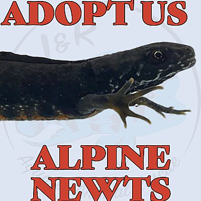 NEENAH, WI - Sea Life (non-fish). Meet 2 Alpine Newts a Pet for ...