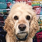 Cocker Spaniel Puppies - Rescue and Adoption Near You