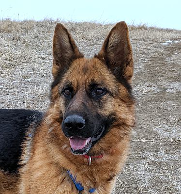 Sheridan, WY - German Shepherd Dog. Meet Gretchen a Pet for Adoption ...