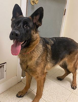 Fall River, MA - Belgian Malinois/Mixed Breed (Medium). Meet Millie a ...