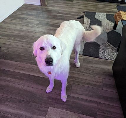 Commerce City, CO - Great Pyrenees. Meet Zeus a Pet for Adoption ...