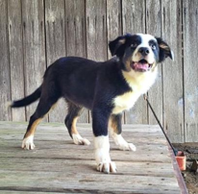 Virginia Beach, VA - Border Collie. Meet Scruffy a Pet for Adoption ...