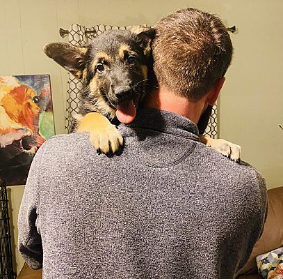 Washington DC, DC - German Shepherd Dog. Meet Emerson a Pet for ...