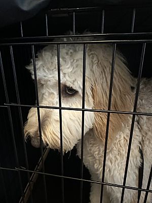 Lithia, FL - Goldendoodle. Meet Luna a Pet for Adoption - AdoptaPet.com