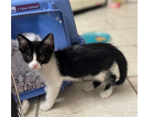 Tucson, AZ - Domestic Mediumhair. Meet LILY* a Pet for Adoption ...