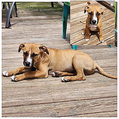 Hartford, CT - Pit Bull Terrier. Meet Brutow a Pet for Adoption ...