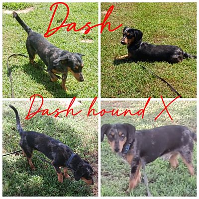 Ashdown, AR - Dachshund/Mixed Breed (Small). Meet Dash a Pet for ...