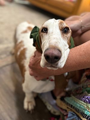 Bellingham, WA - Basset Hound. Meet Mable Bell a Pet for Adoption ...