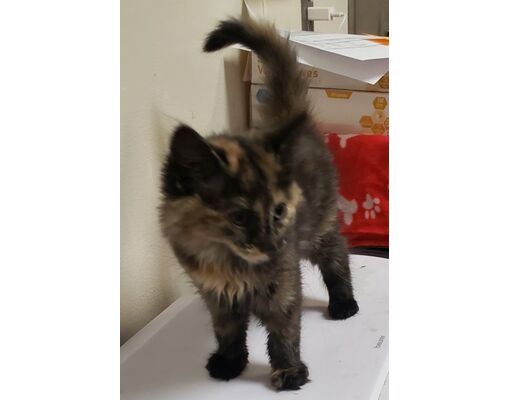 Hamilton, OH - Domestic Mediumhair/Mixed Breed (Medium). Meet Ariel a ...