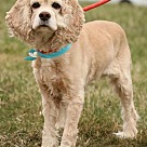 Cocker Spaniel Puppies - Rescue and Adoption Near You