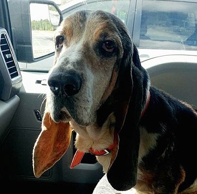 Charleston, SC - Basset Hound. Meet Roscoe a Pet for Adoption ...
