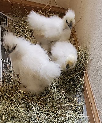 Dallas, TX - Chicken. Meet Silkie Chicks a Pet for Adoption - AdoptaPet.com