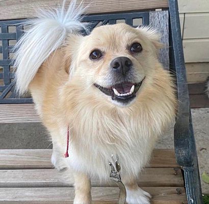 Santa Barbara, CA - Pomeranian/Spaniel (Unknown Type). Meet Teddy a Pet ...